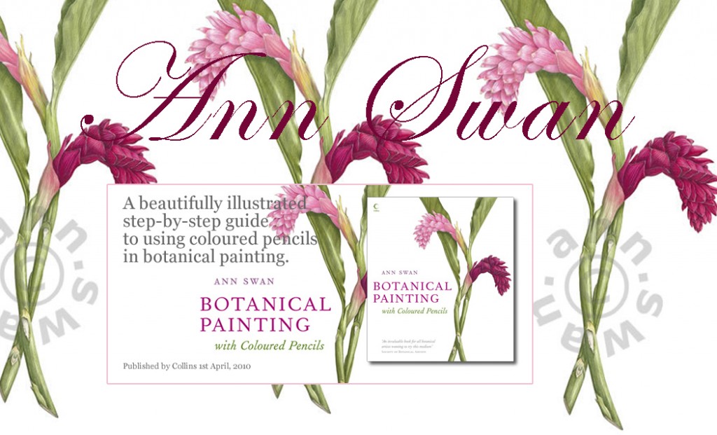 Ann Swan Botanical Artist